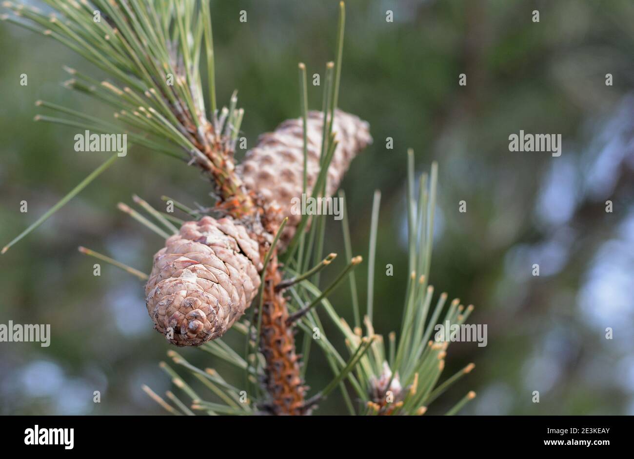 Pine cone in a Pine Tree Stock Photo - Alamy