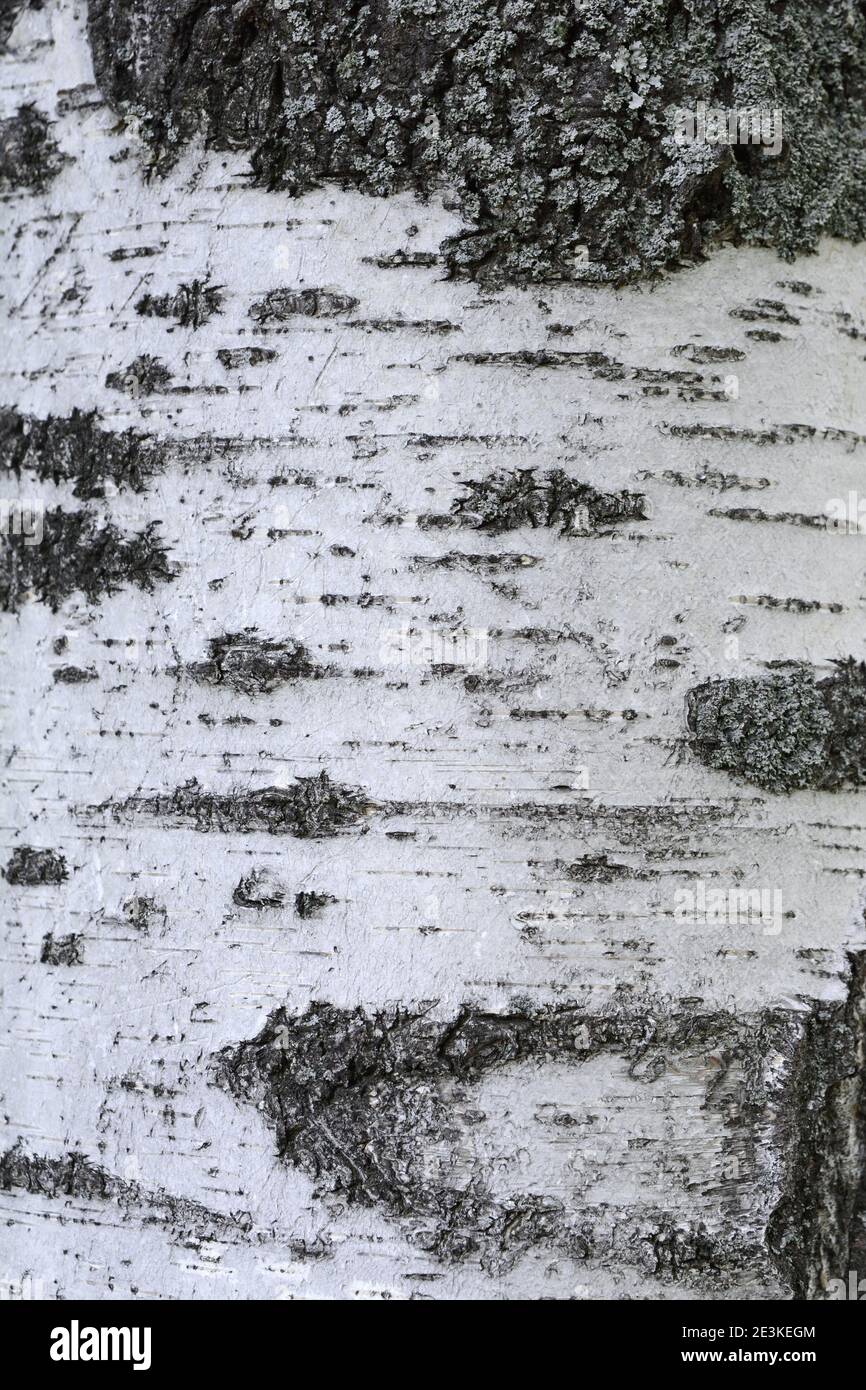 birch bark natural texture background Stock Photo - Alamy