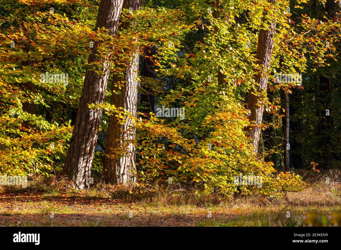 Masuria autumn hi-res stock photography and images - Alamy