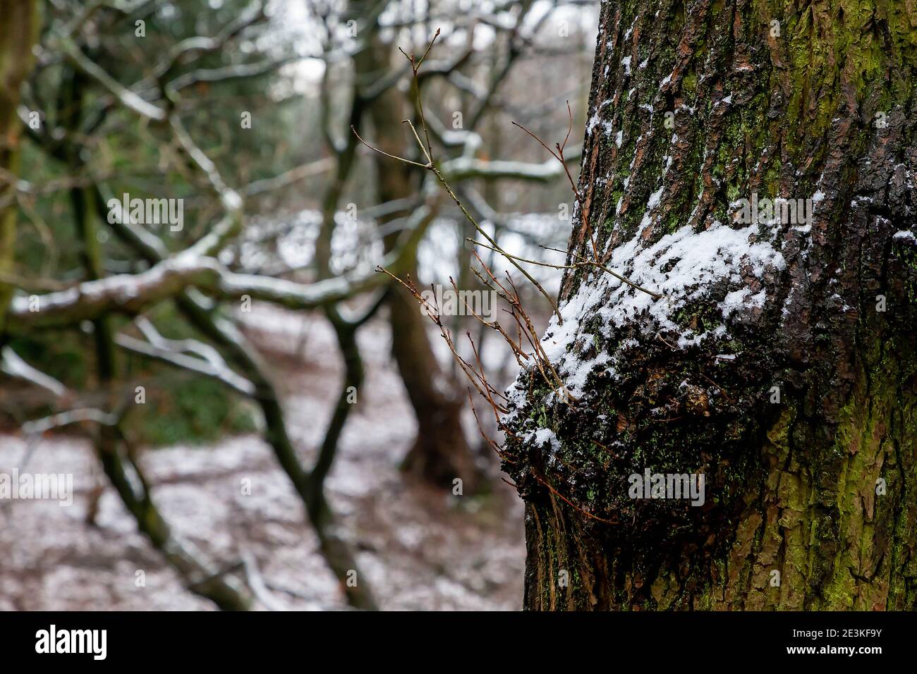 The Woodland Trust is the UK’s leading charity dedicated solely to the ...