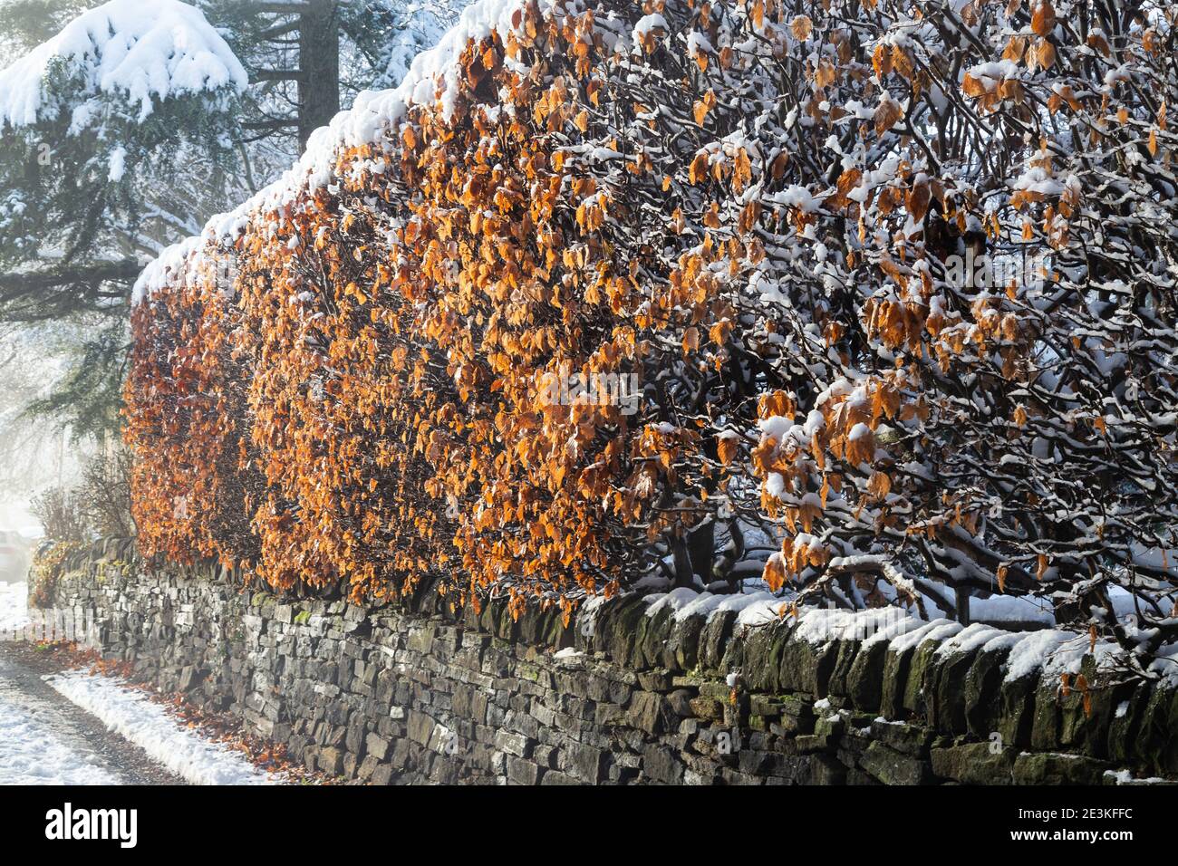Winter leaf colour hi-res stock photography and images - Alamy