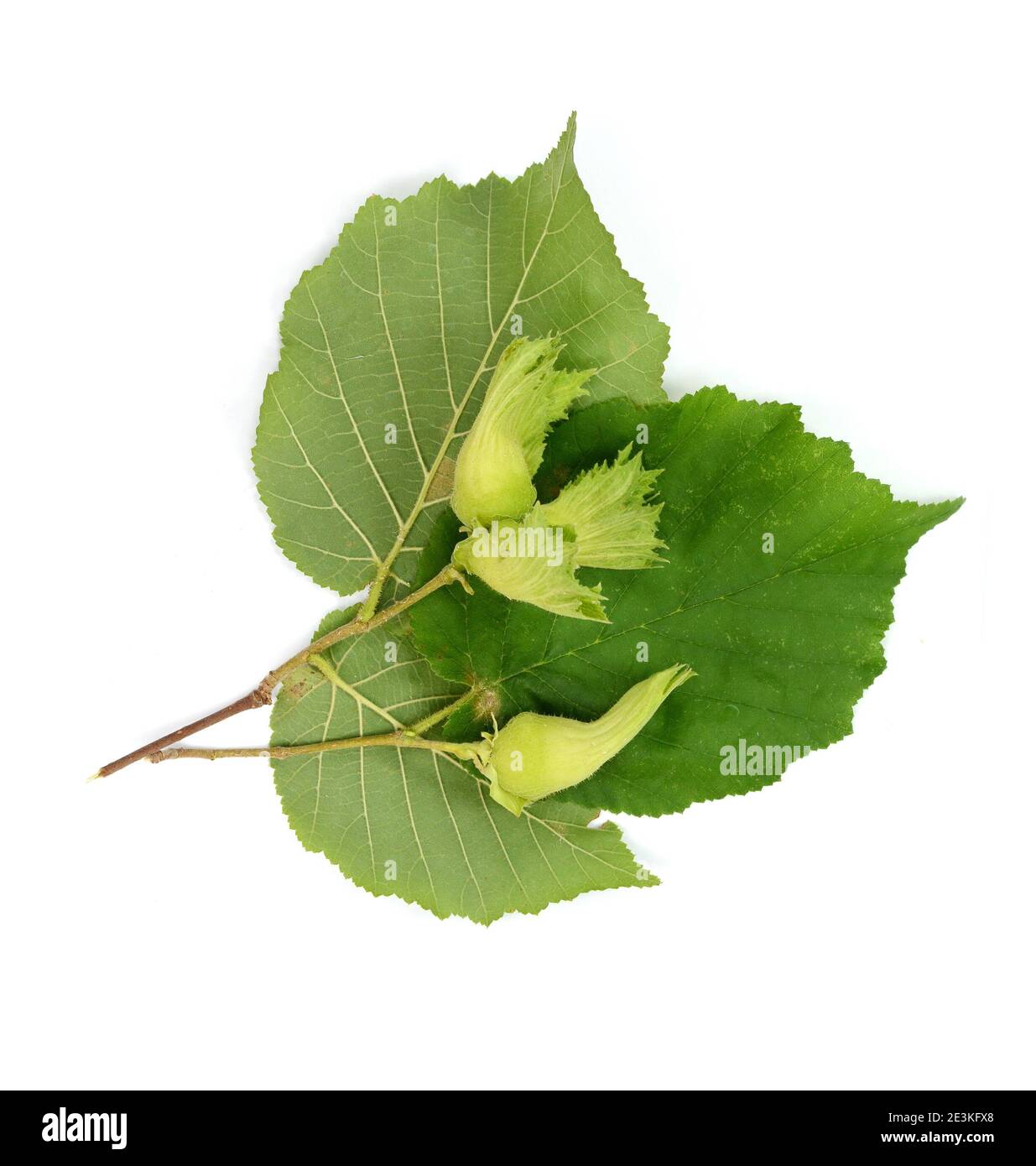 Unripe hazelnuts (Corylus avellana or common hazel) on branch with ...