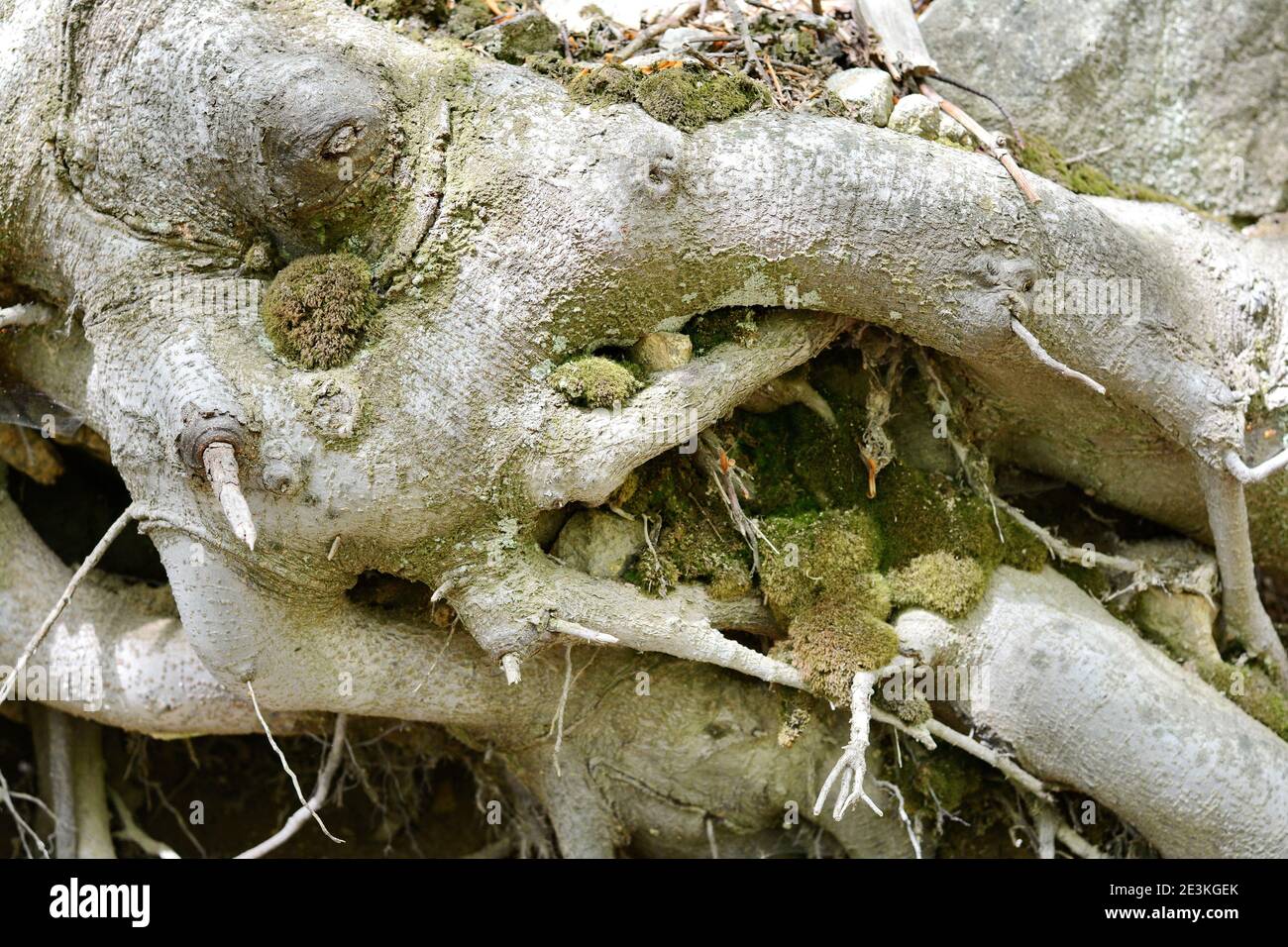 Details of tree root texture. Strange roots of a tree Stock Photo - Alamy