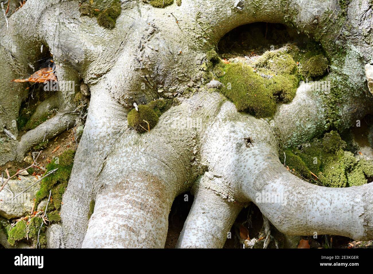 Details of tree root texture. Strange roots of a tree Stock Photo - Alamy