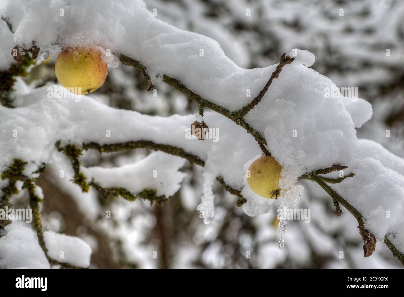 An apple tree in winter, only two apples hanging on the branches, which ...