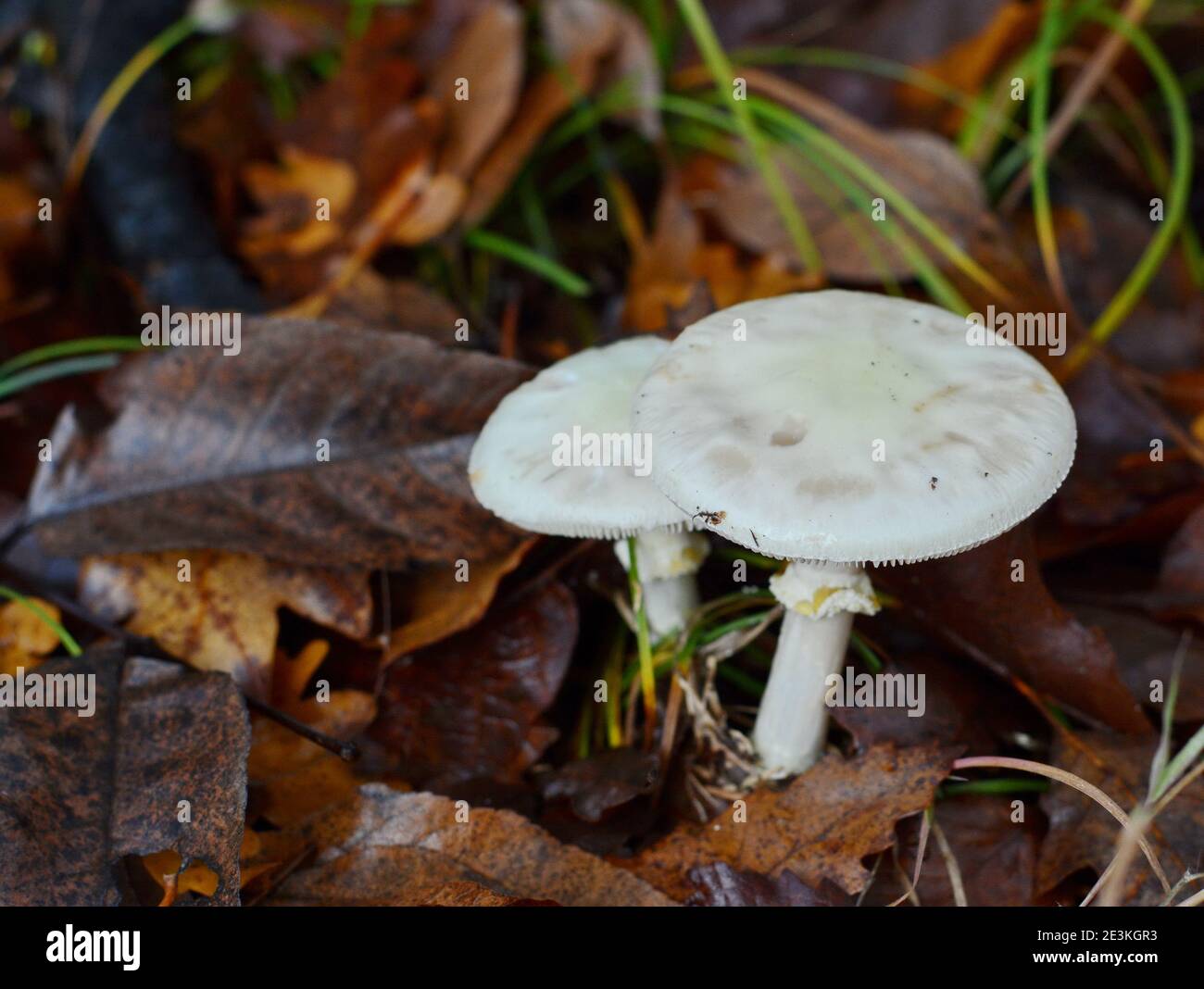 Rare, white variety of the deadly poisonous death cap mushroom (Amanita ...