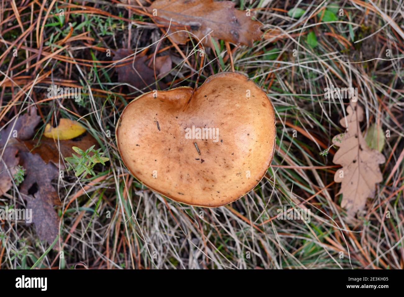 Mushroom suillus bovinus growing in the forest (Suillus bovinus Stock ...