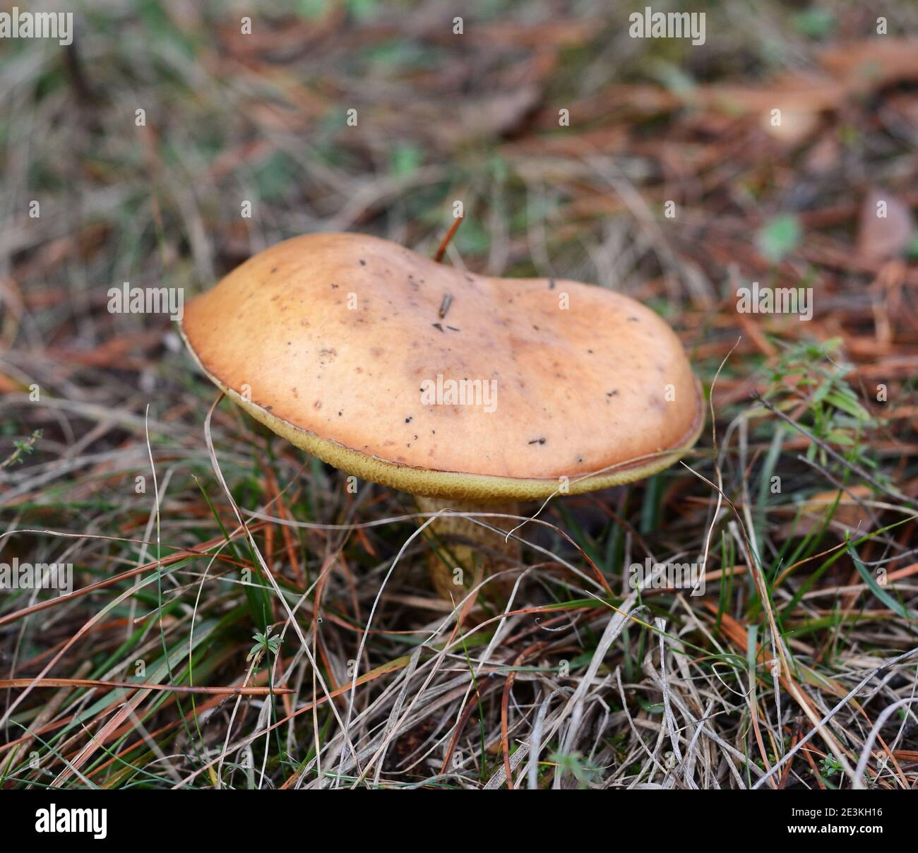 Mushroom suillus bovinus growing in the forest (Suillus bovinus Stock ...