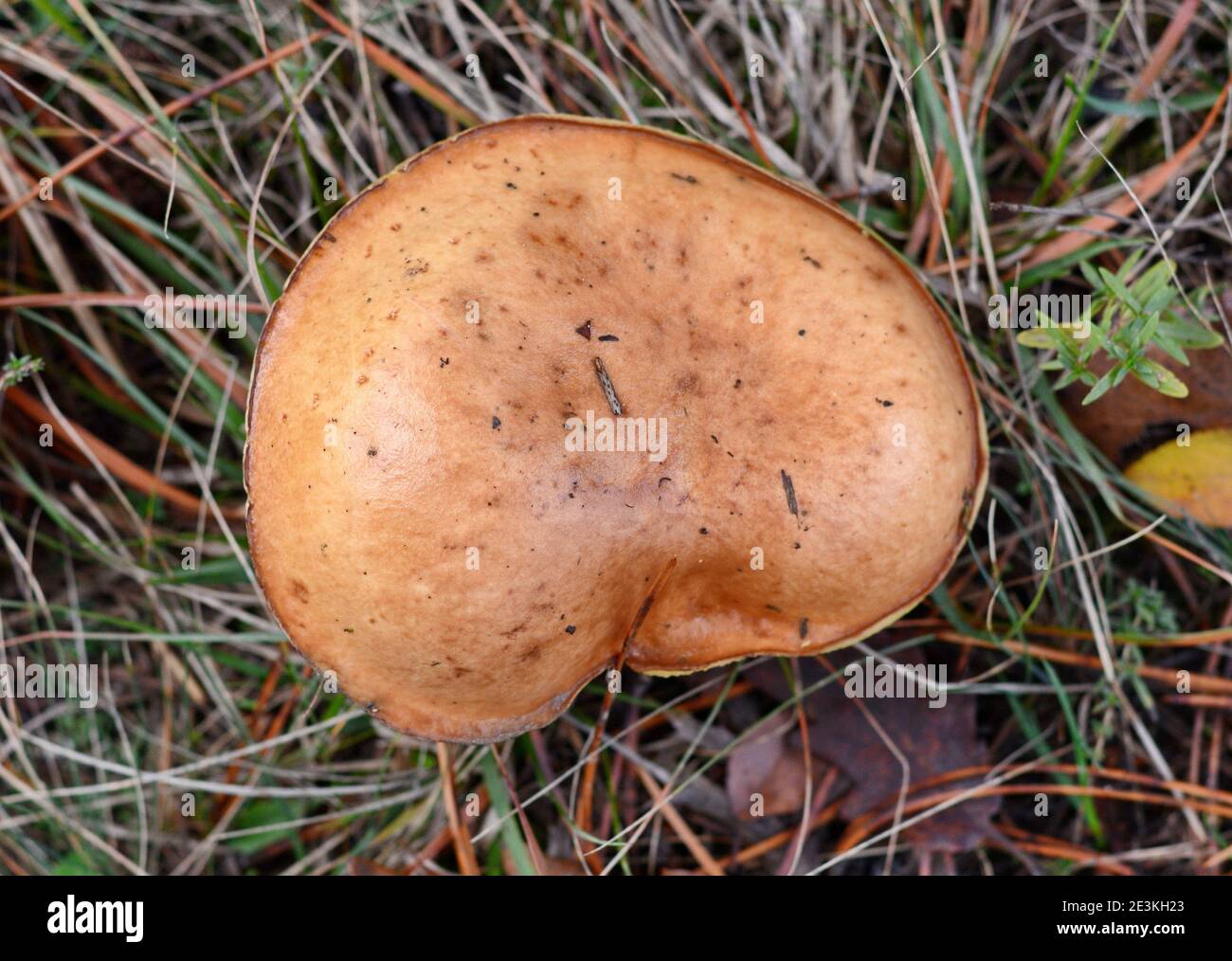Mushroom suillus bovinus growing in the forest (Suillus bovinus Stock ...