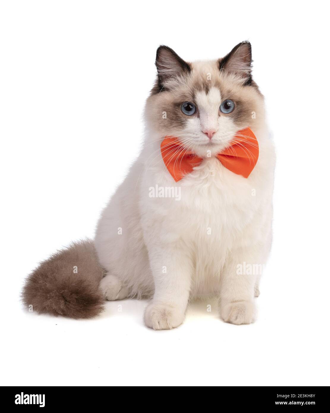 Young ragdoll cat six months old with an orange bow tie on white ...