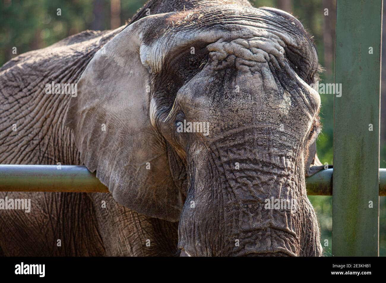 Sad zoo elephant hi-res stock photography and images - Alamy