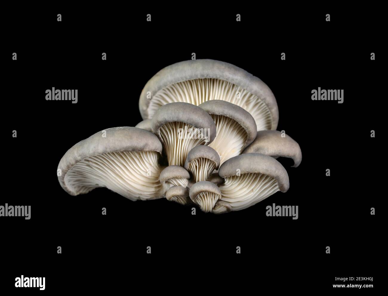 oyster mushroom isolated on black background Stock Photo - Alamy