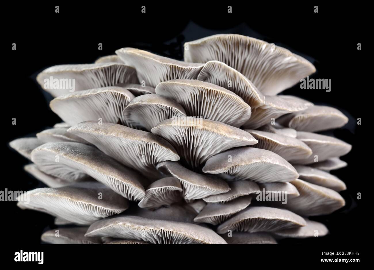 oyster mushroom isolated on black background Stock Photo - Alamy