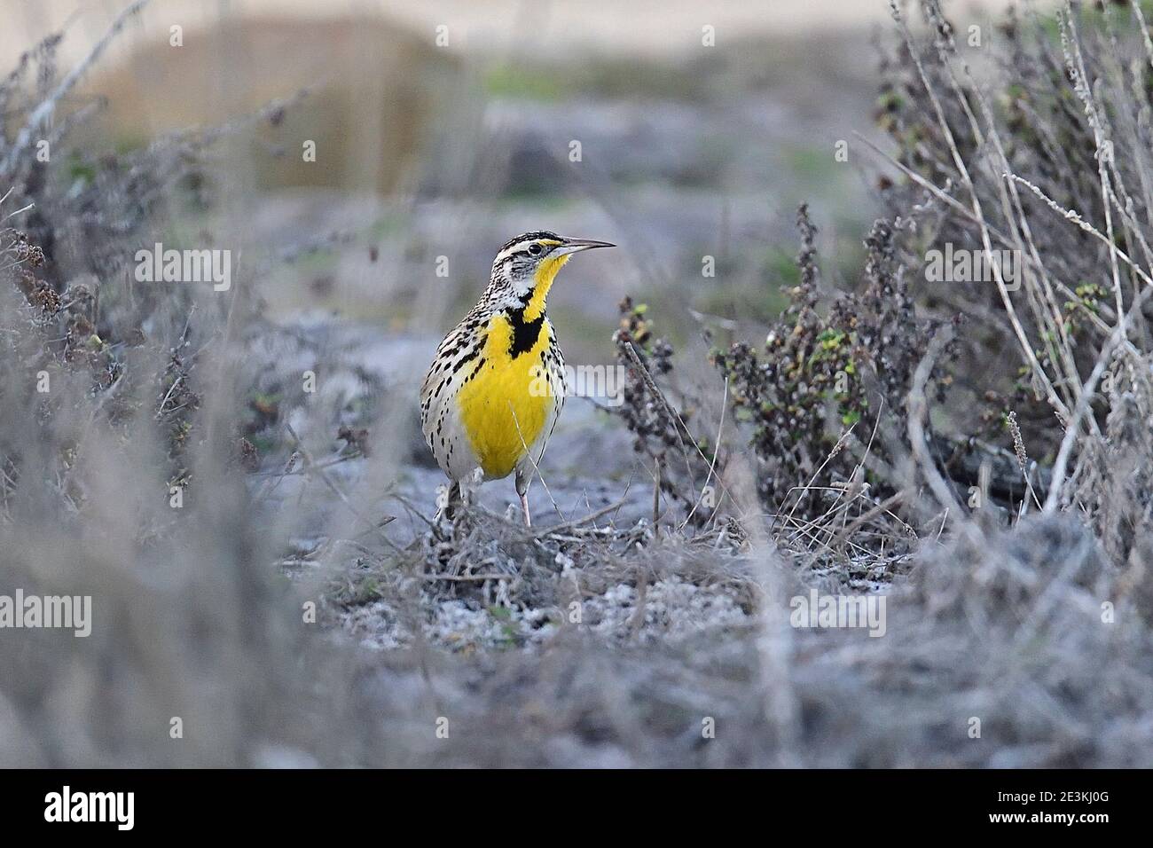 Western meadowlark nest hi-res stock photography and images - Alamy