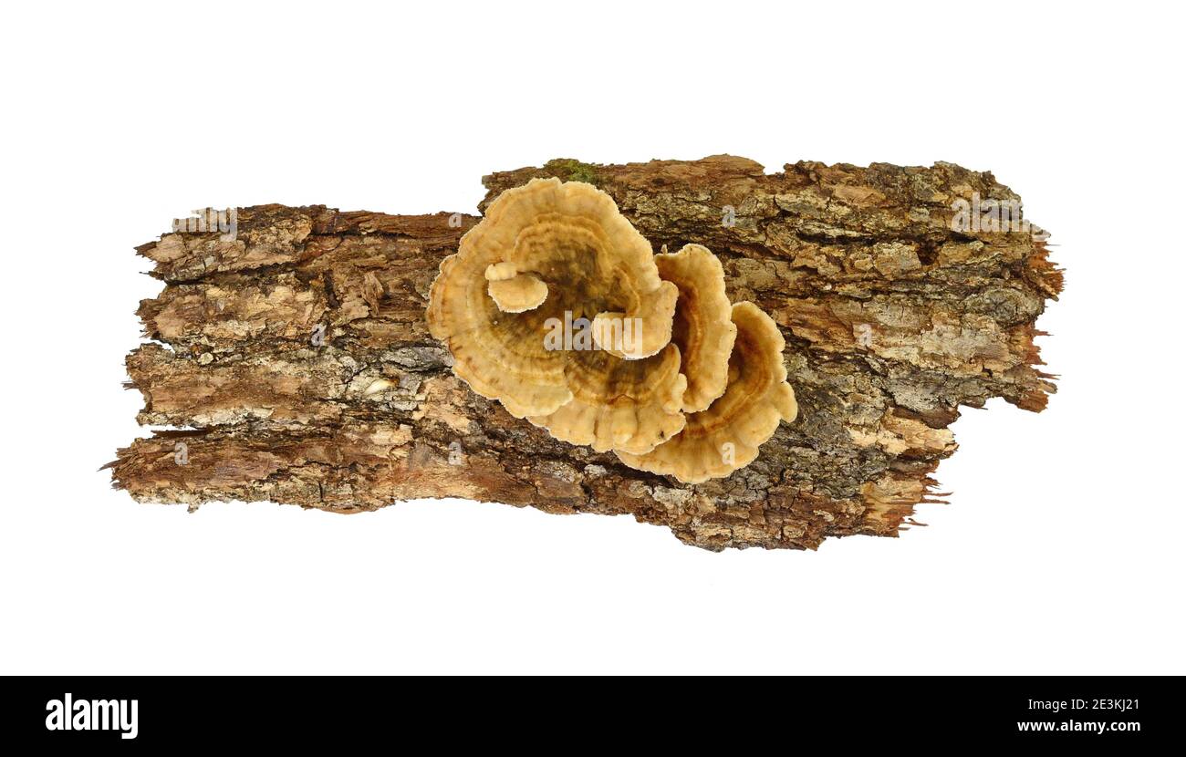 Trametes versicolor isolated on white. Trametes versicolor, also known ...