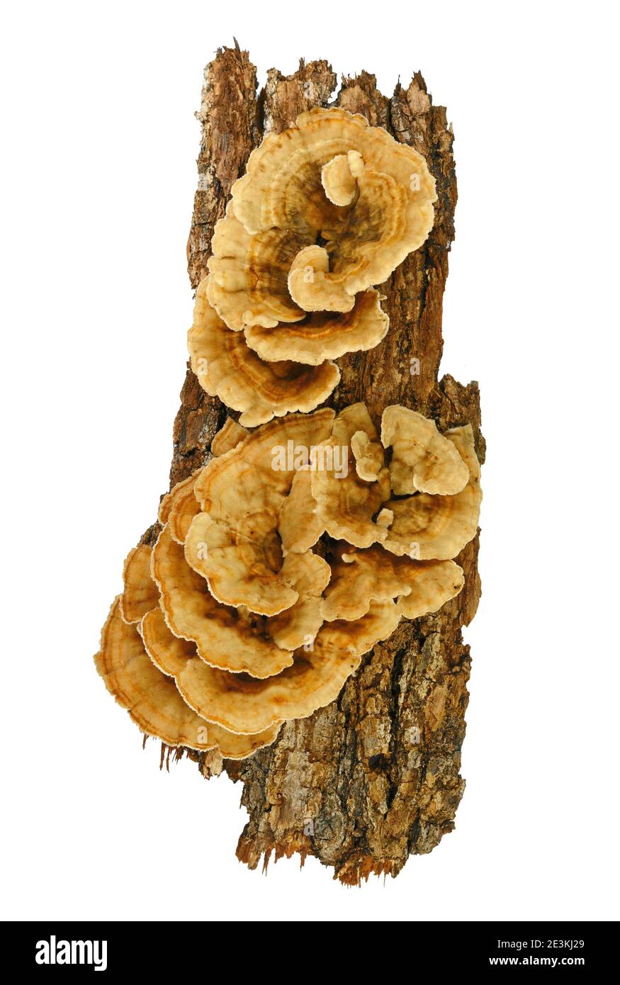 Trametes versicolor isolated on white. Trametes versicolor, also known ...