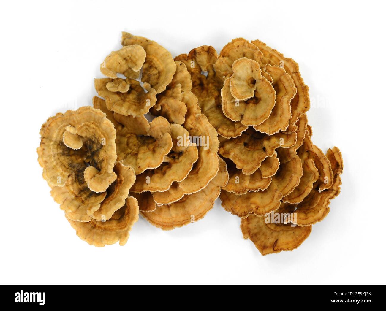 Trametes versicolor isolated on white. Trametes versicolor, also known ...