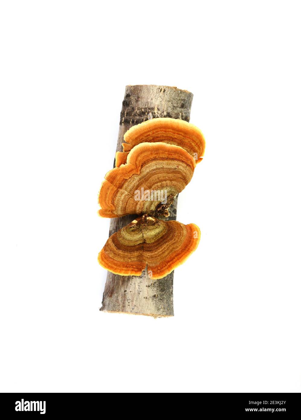 Trametes versicolor isolated on white. Trametes versicolor, also known ...