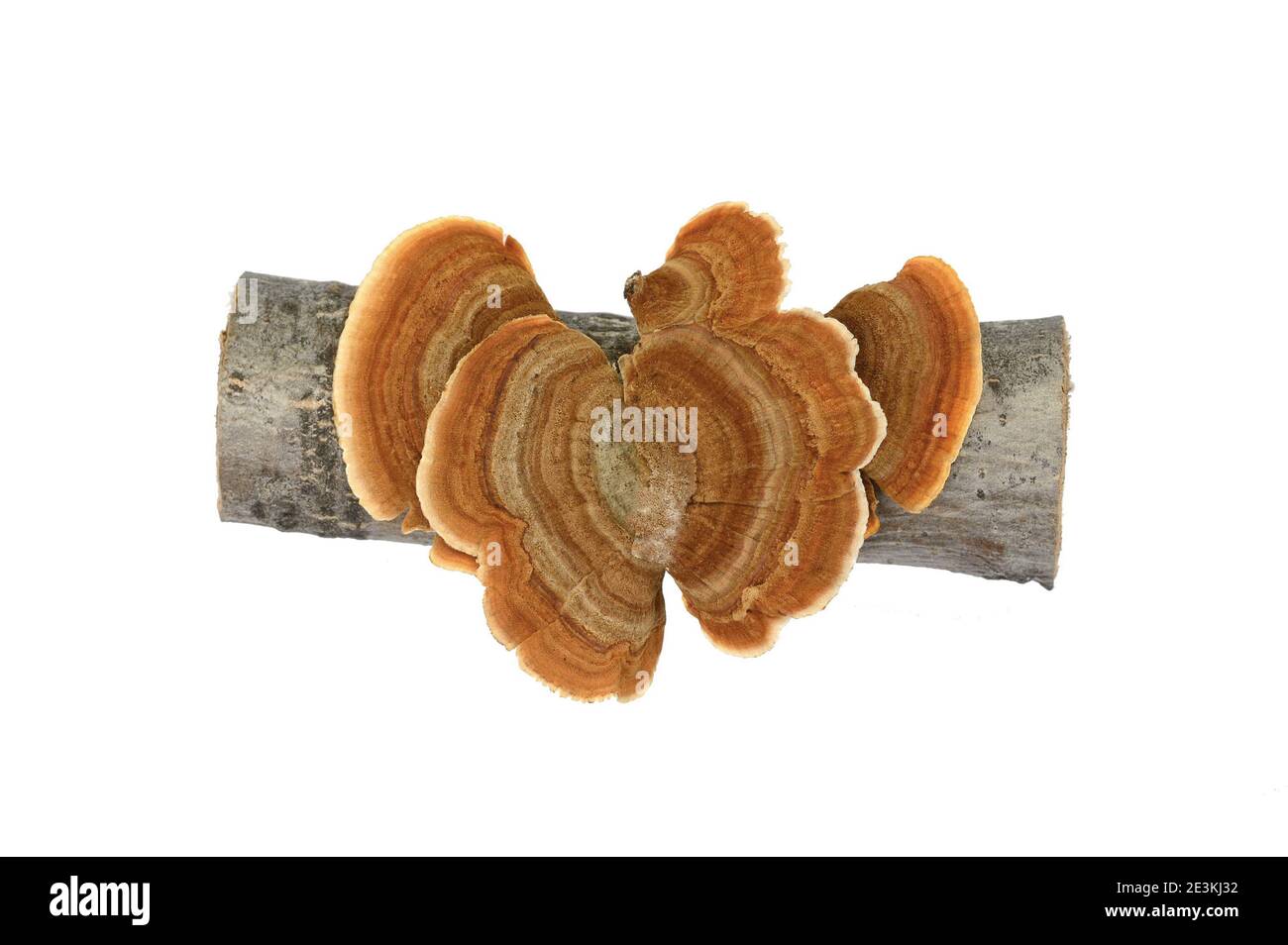 Trametes versicolor isolated on white. Trametes versicolor, also known ...