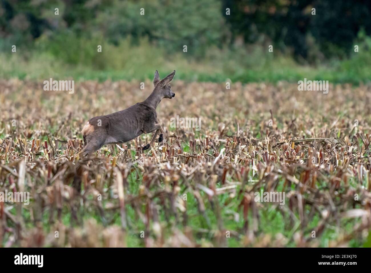 A deer in a freshly cut corn field with forest in the background Stock ...