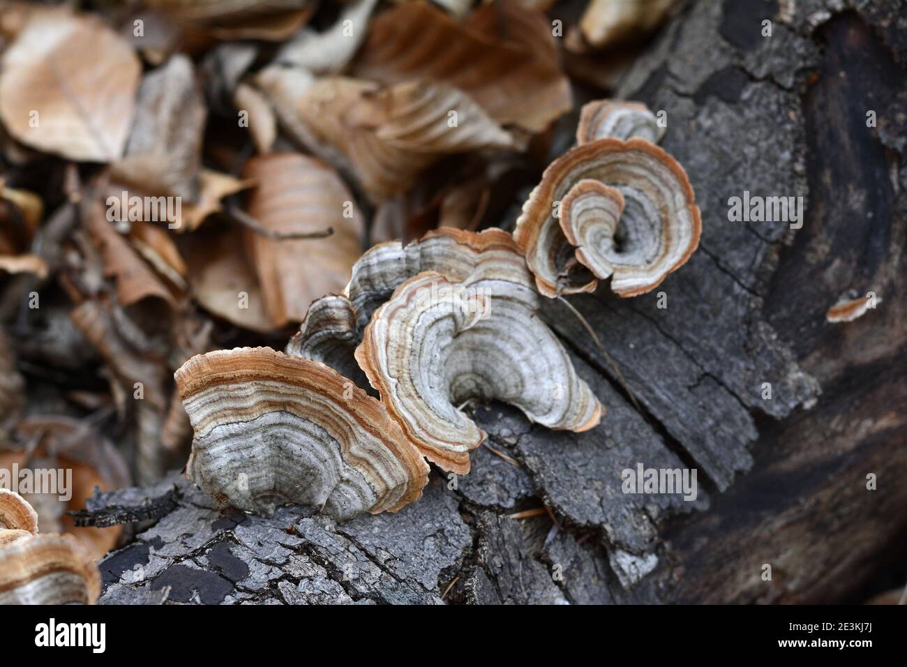 Trametes versicolor, the polypore mushroom Stock Photo - Alamy