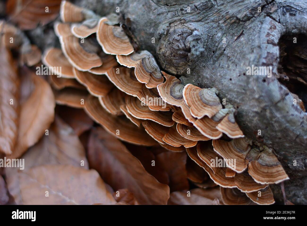 Trametes versicolor, the polypore mushroom Stock Photo - Alamy