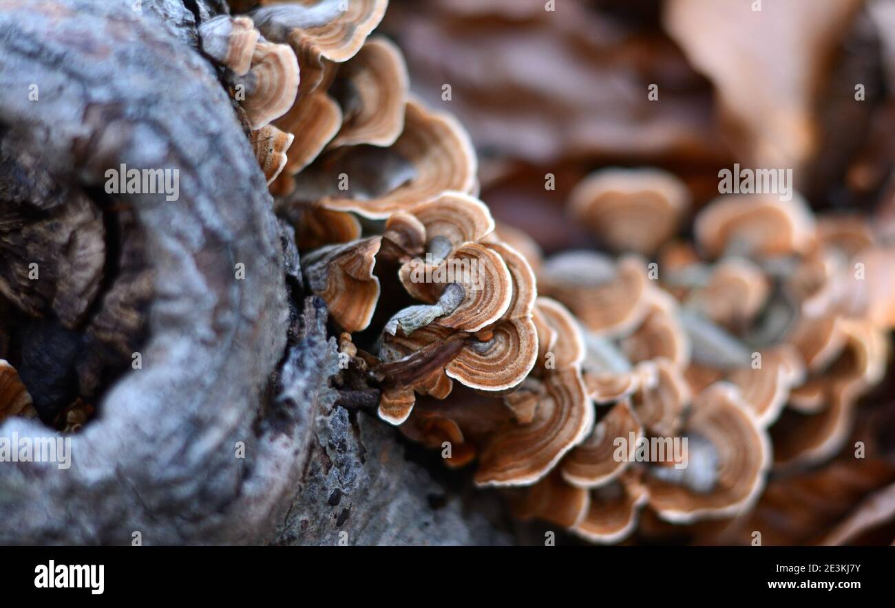 Trametes versicolor, the polypore mushroom Stock Photo - Alamy