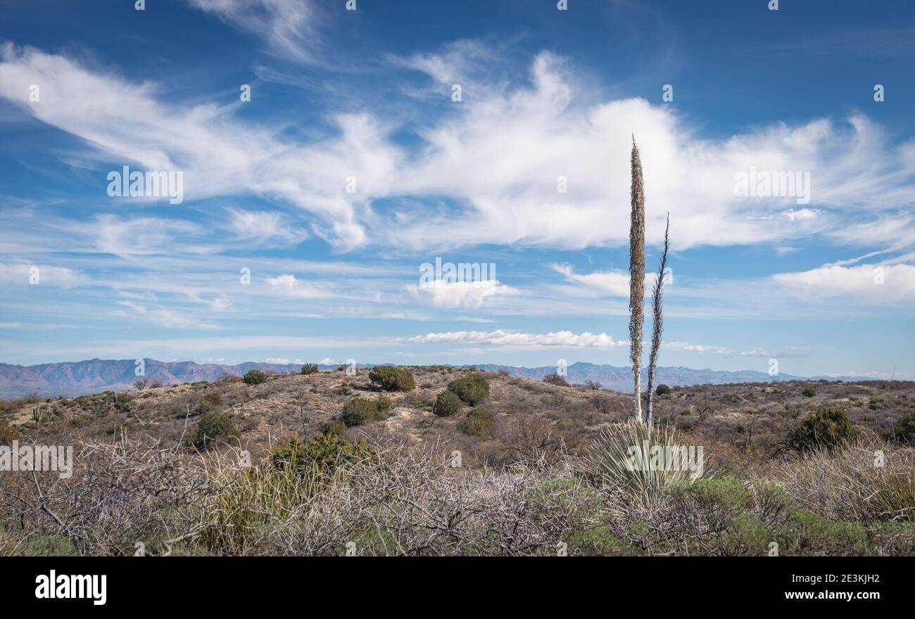 The beautiful Arizonian Desert Stock Photo - Alamy