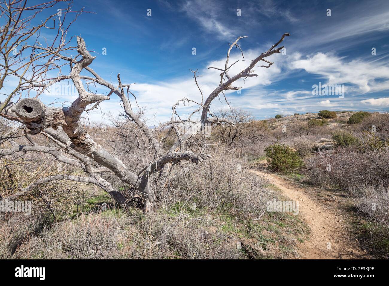 The beautiful Arizonian Desert Stock Photo - Alamy