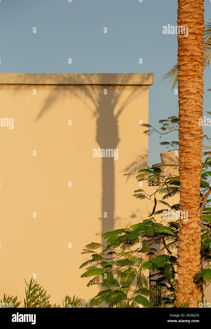 Shadows from palm trees on the light walls of a building background ...