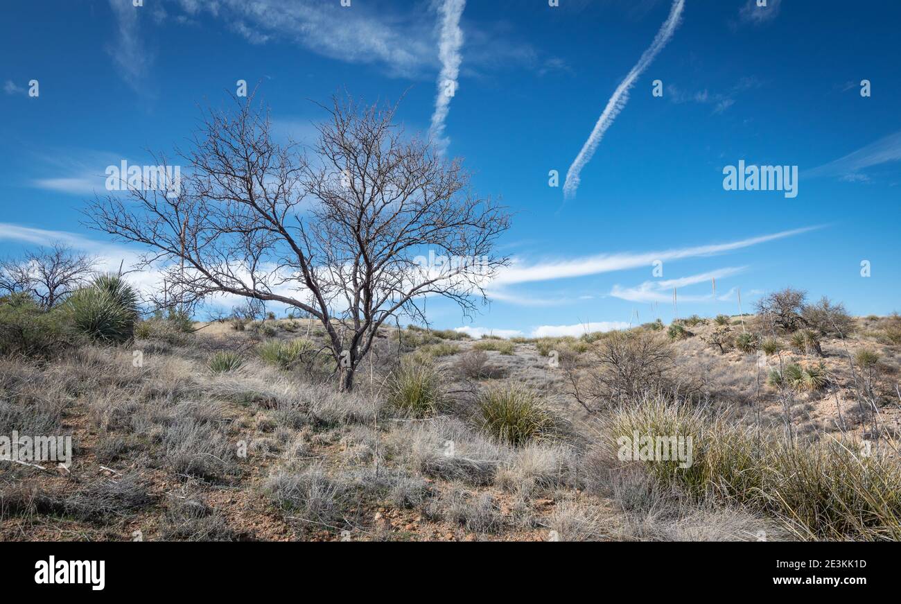 The beautiful Arizonian Desert Stock Photo - Alamy