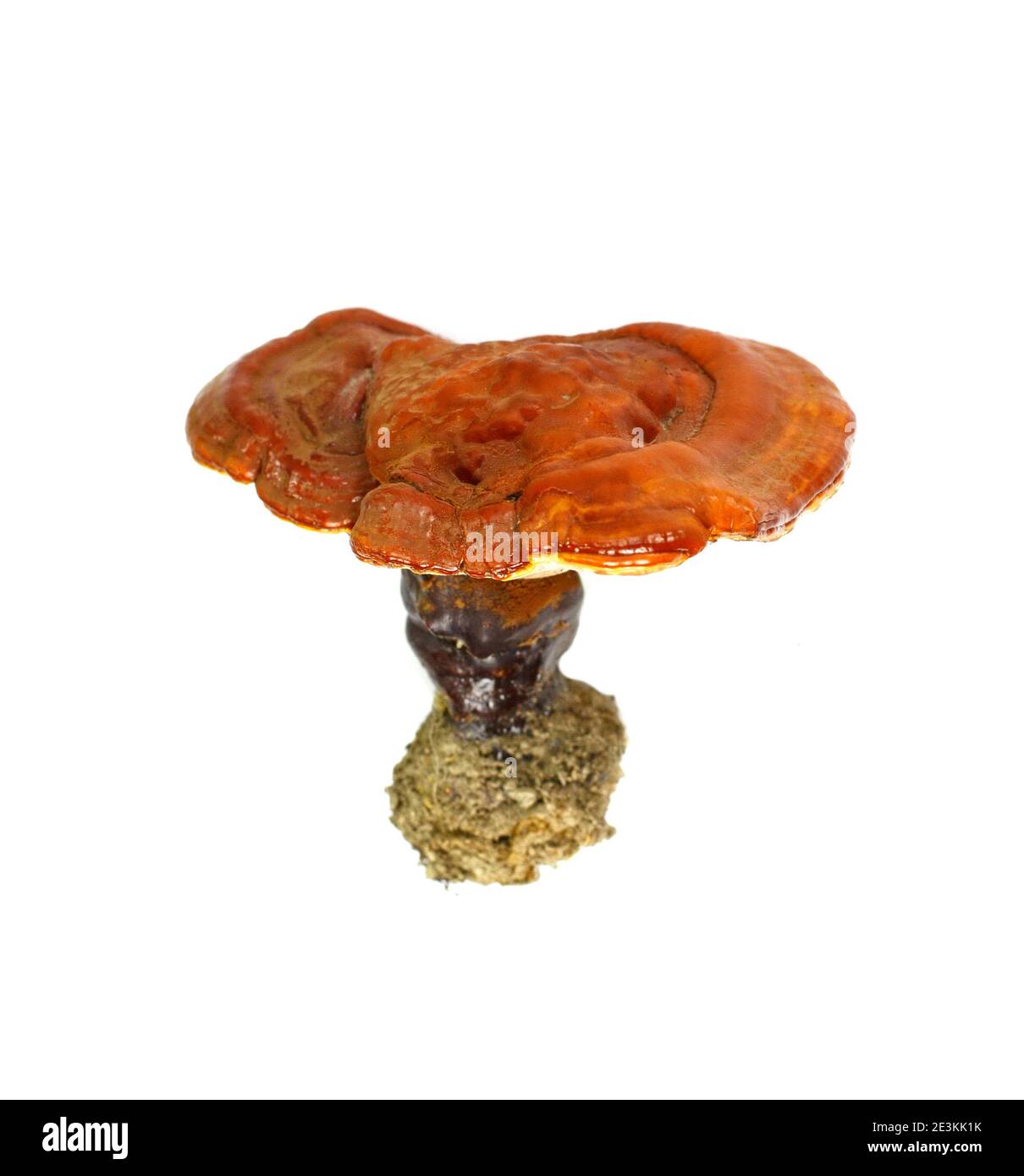 Ganoderma lucidum isolated on white background. Lingzhi mushroom.Also ...