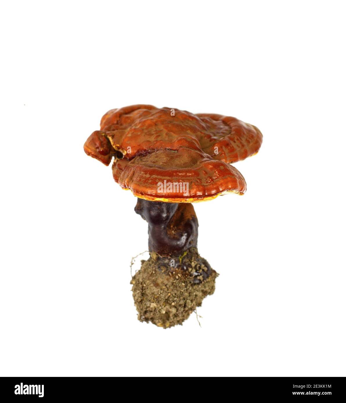 Japan mushroom grow hi-res stock photography and images - Alamy