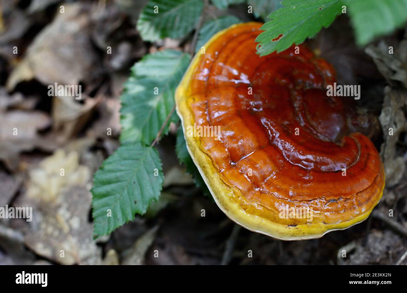 Ganoderma lucidum. lingzhi mushroom or reishi mushroom growing on trees ...