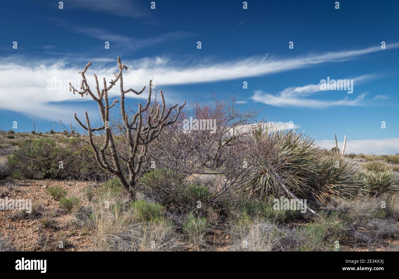 The beautiful Arizonian Desert Stock Photo - Alamy