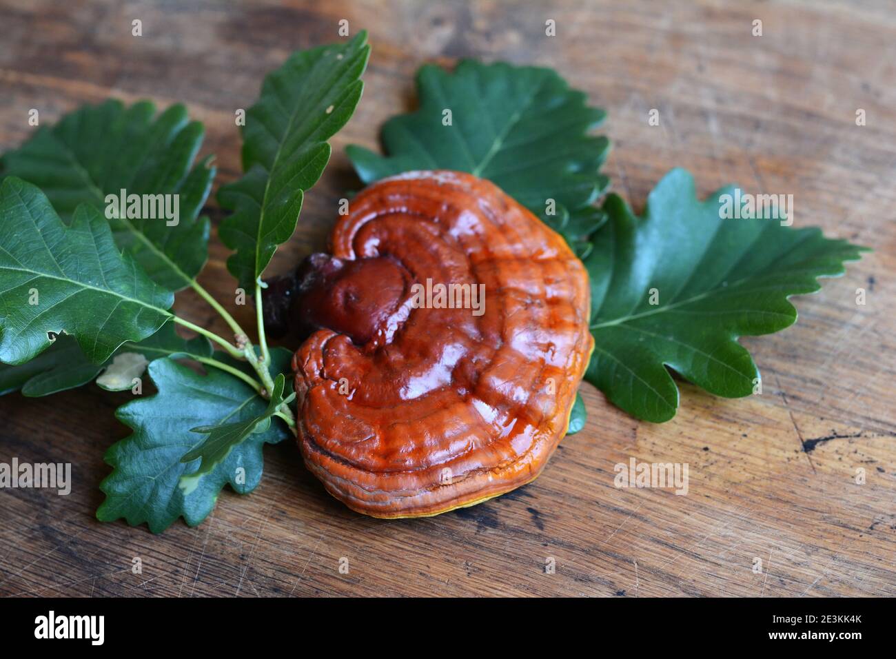 Ganoderma lucidum. lingzhi mushroom or reishi mushroom growing on trees ...