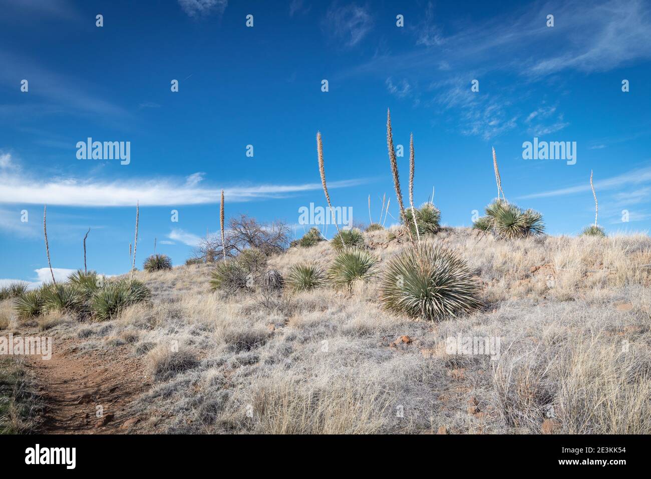 The beautiful Arizonian Desert Stock Photo - Alamy