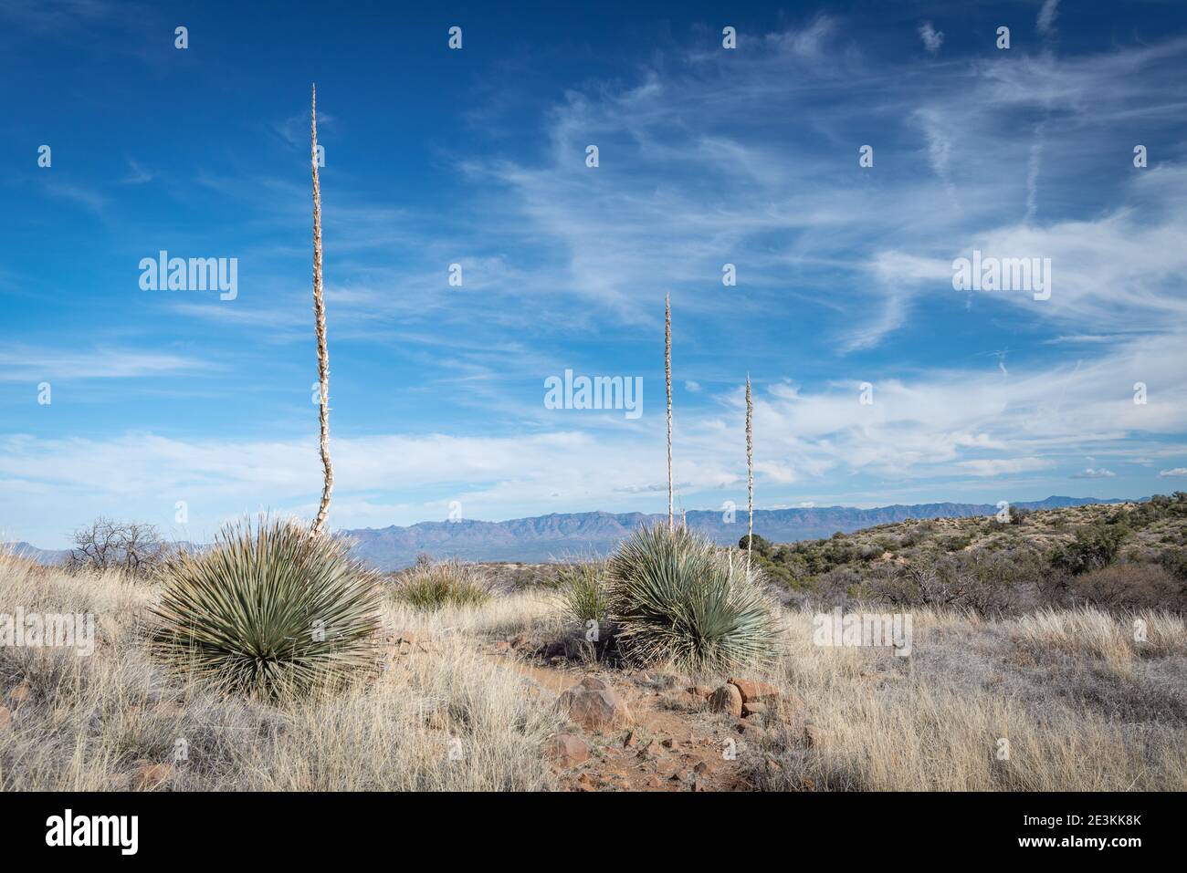 The beautiful Arizonian Desert Stock Photo - Alamy