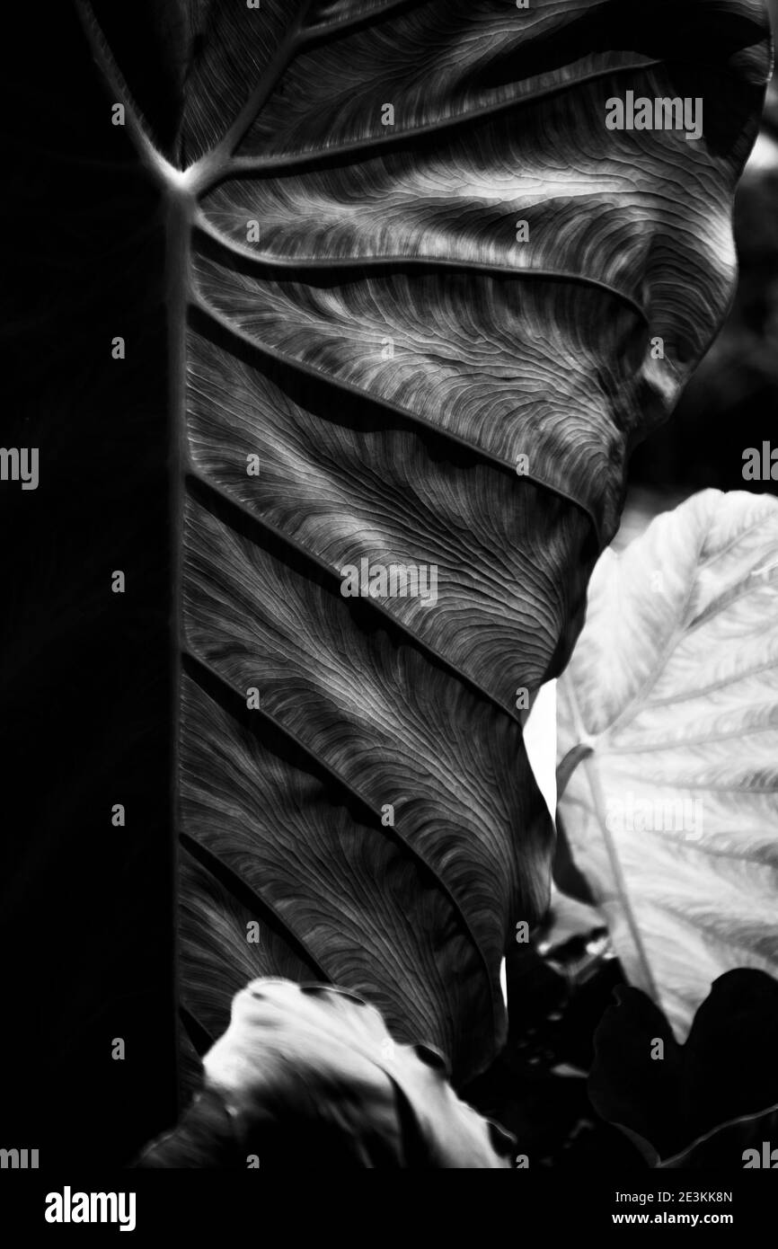 Anxiety disorder black Black and White Stock Photos & Images - Alamy