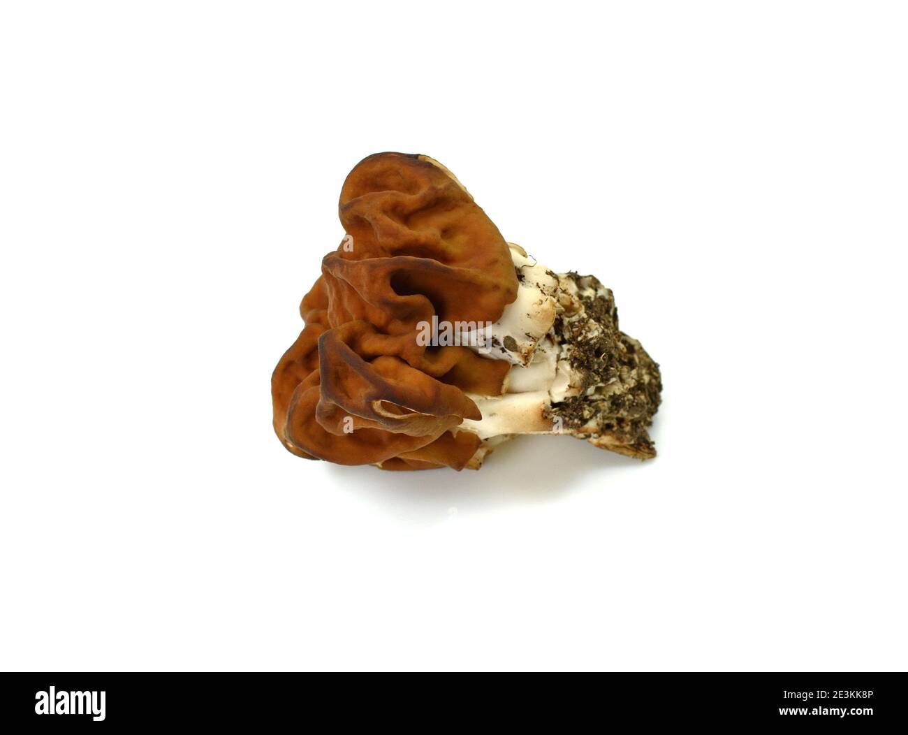 Morel, true Morchella or Black Morel Mushroom isolated on white ...