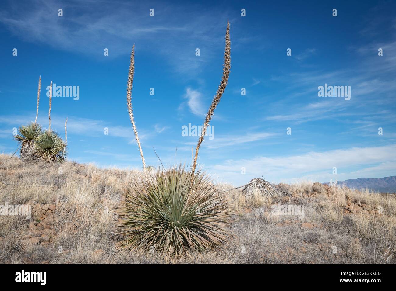 The beautiful Arizonian Desert Stock Photo - Alamy