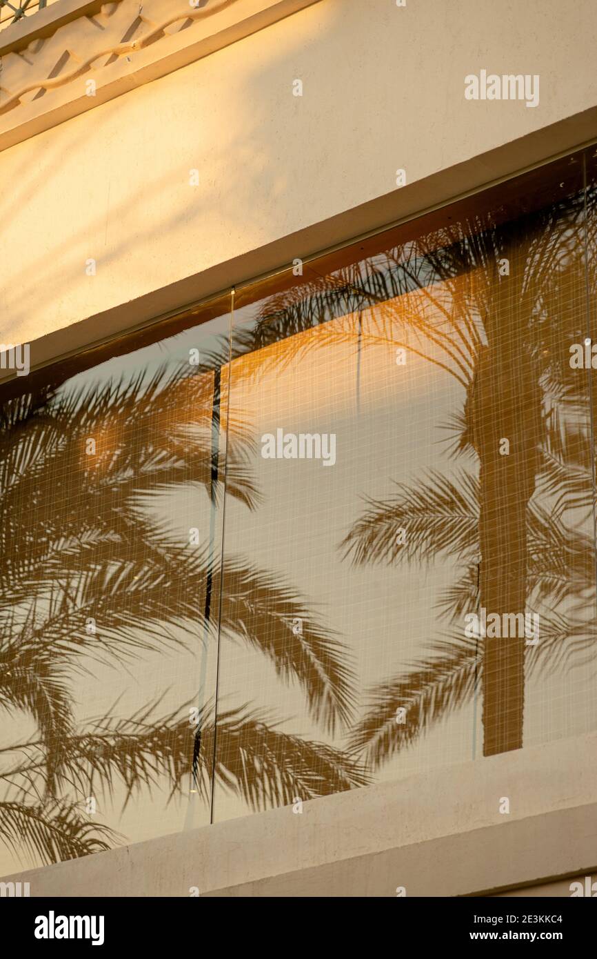 Reflection of branches of palm trees in the windows of a light building ...