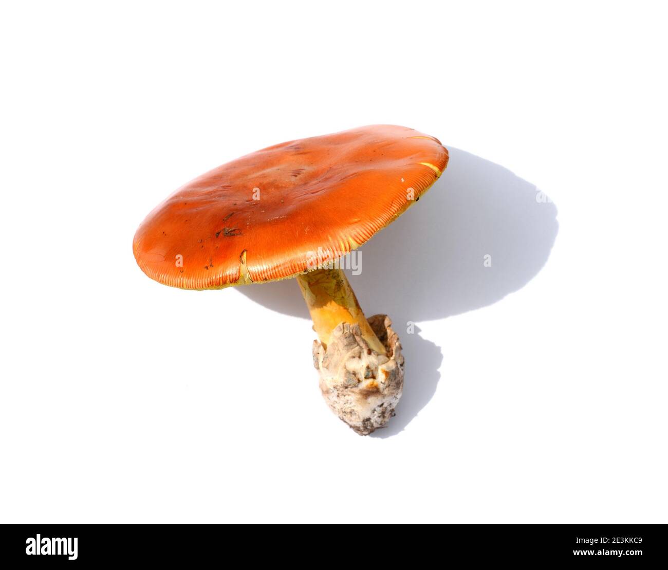 Isolated mushrooms. Blagva. Close up of Amanita Caesarea Mushrooms ...