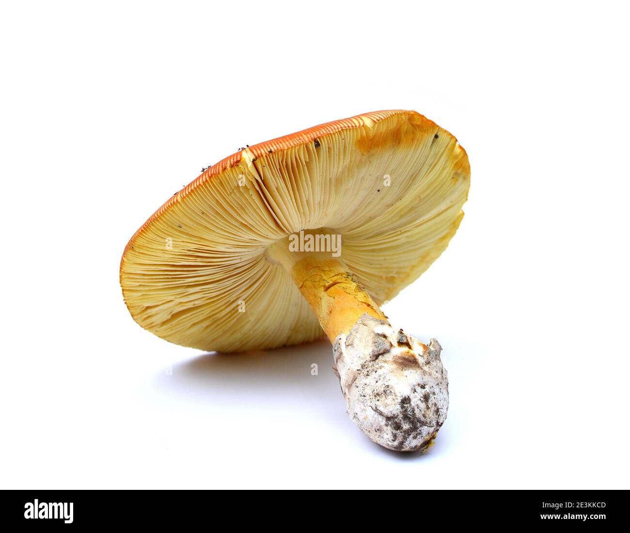 Isolated mushrooms. Blagva. Close up of Amanita Caesarea Mushrooms ...