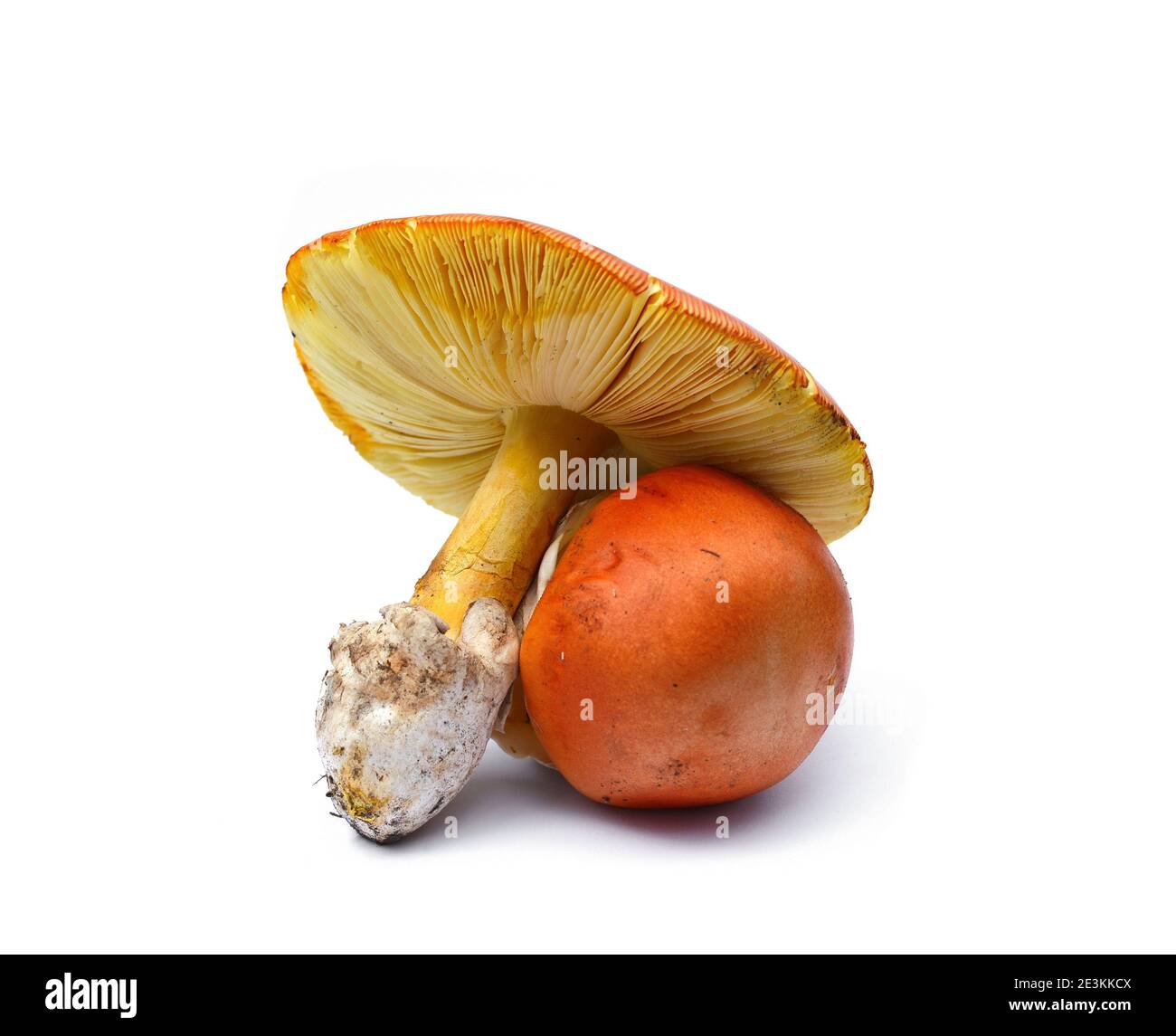 Isolated mushrooms. Blagva. Close up of Amanita Caesarea Mushrooms ...