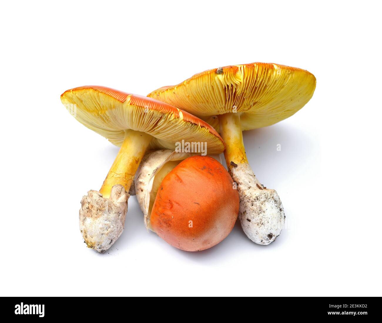 Isolated mushrooms. Blagva. Close up of Amanita Caesarea Mushrooms ...