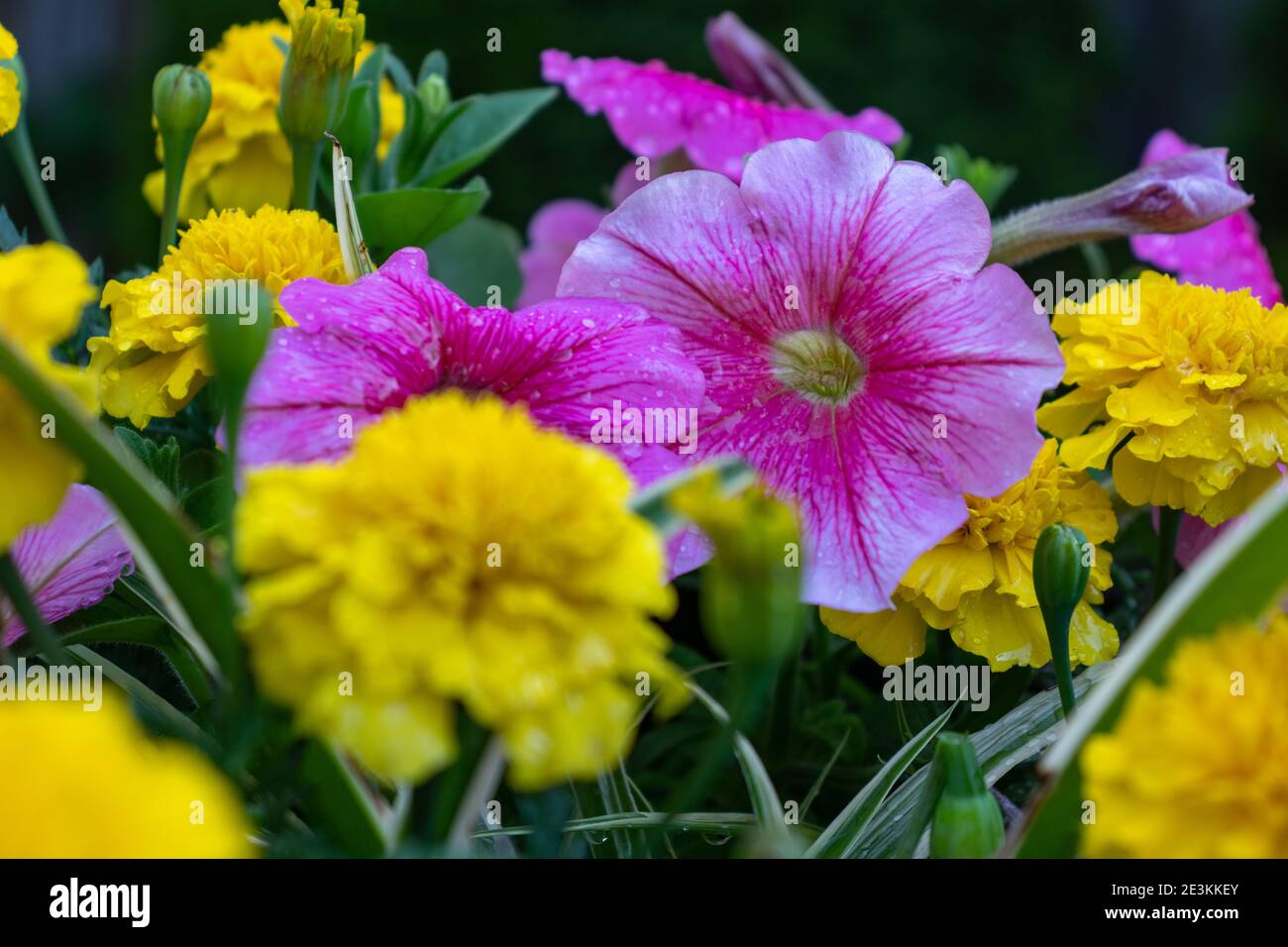 The middle line of flowers in focus int he garden of flowers Stock ...