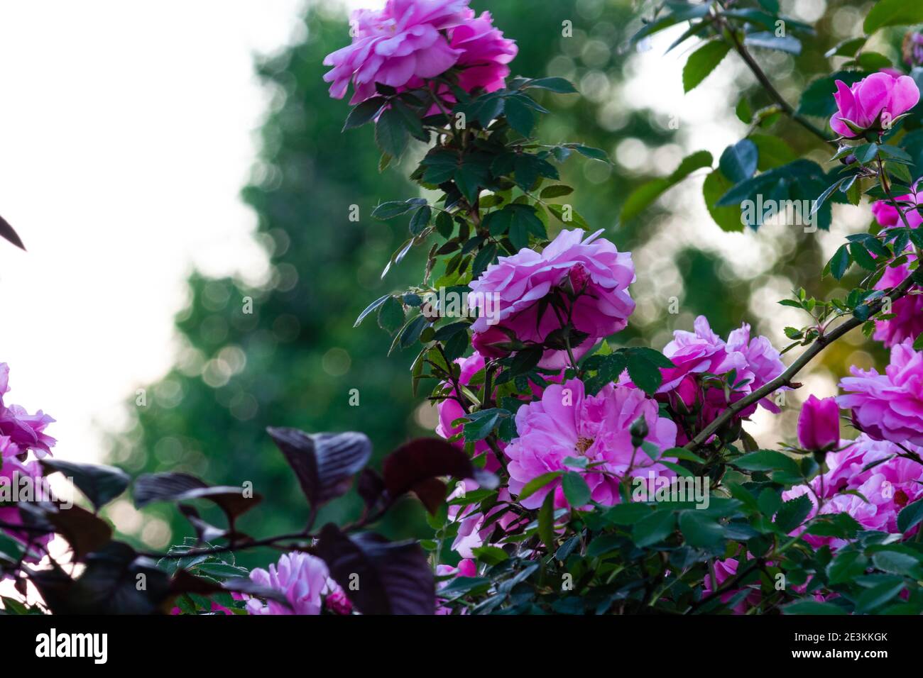 Bright yellow carnation hi-res stock photography and images - Alamy