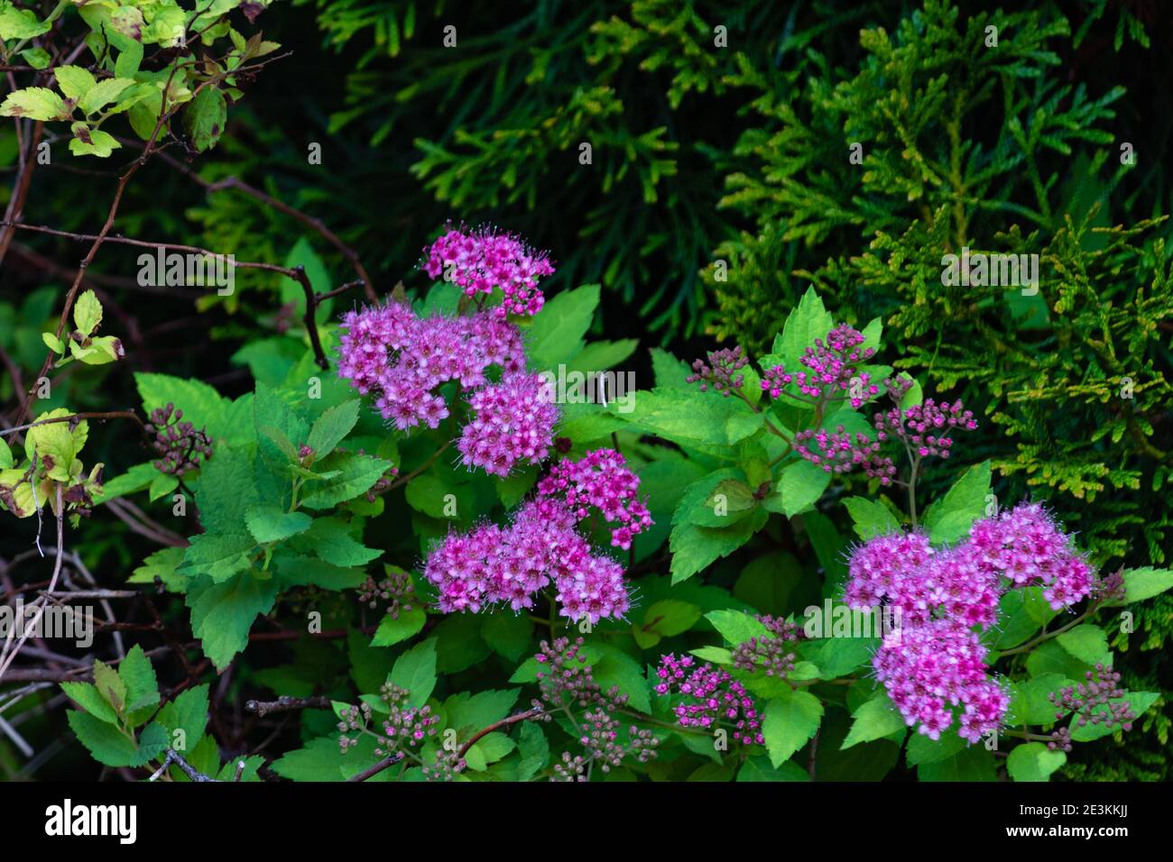 Spirea in bright display with their dark green leaves Stock Photo - Alamy