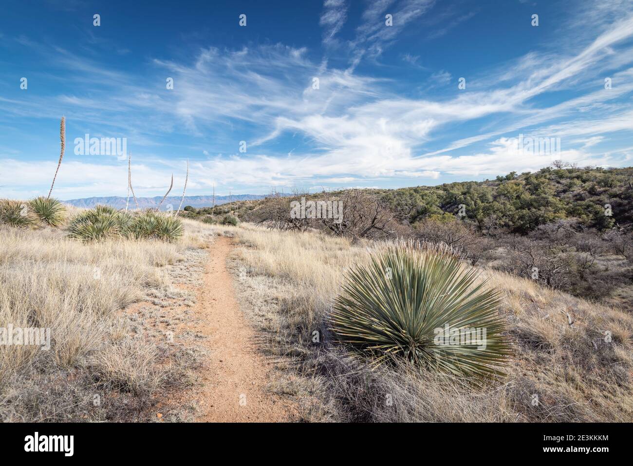 The beautiful Arizonian Desert Stock Photo - Alamy